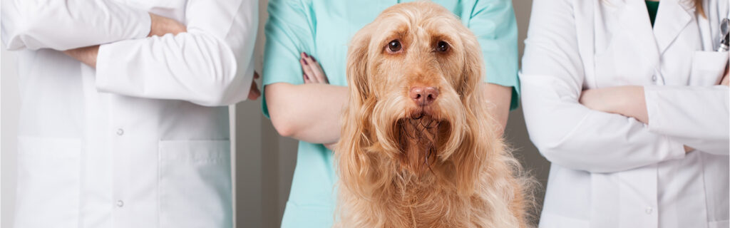 5 Highly Successful Health Tips for Basic Pet Care - VETCLASSICS